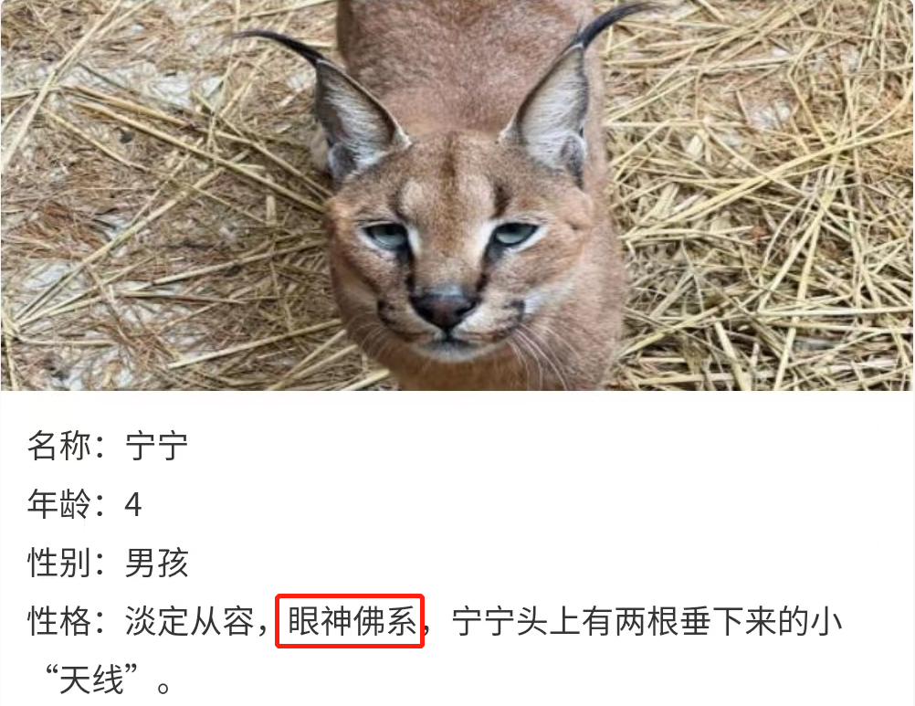 南京红山动物园文案萌翻了 广告狂人